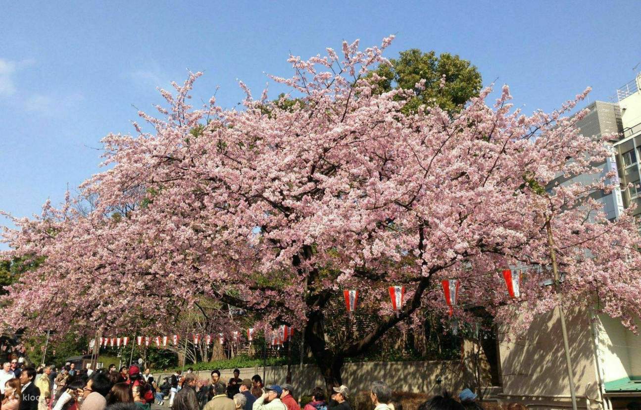 One-Day Tour of Tokyo's Top 5 Cherry Blossom Viewing Spots [Cherry ...